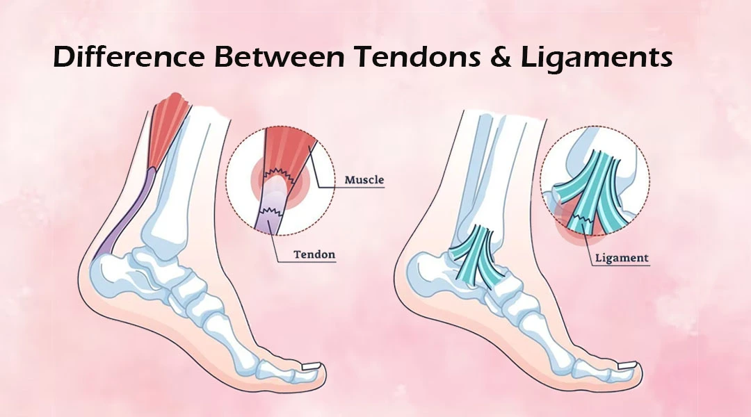 Difference Between Tendons And Ligaments Sujata Birla Hospital Difference Between Tendons And Ligaments Sujata Birla Hospital